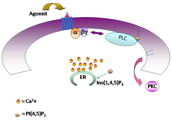 PLC is activated by two G-protein alpha subunits, alpha-q and alpha-11 ...
