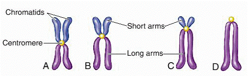 Eukaryotic Chromosomes