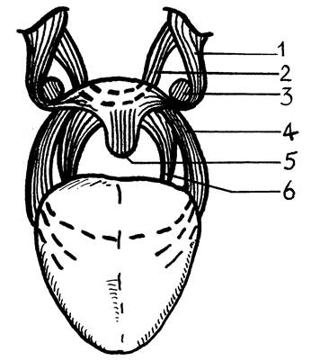 Области живота
