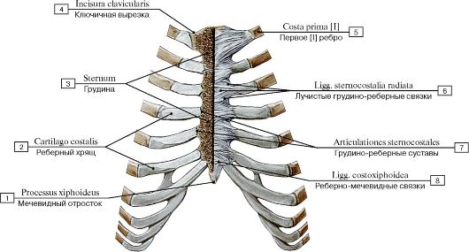 Исходят при неожиданном растяжении или вращательных ваются при ...
