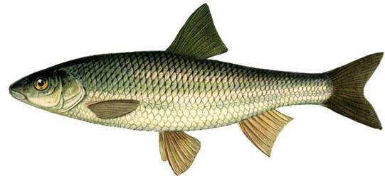 Подсемейство Ельцоподобные (Ельцовые) — Leuciscinae