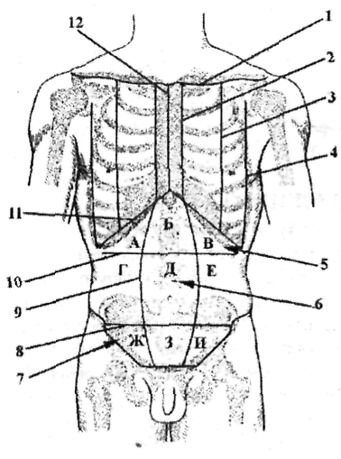 Мышцы, фасции и топография живота