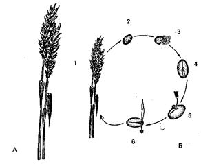 Клас Теліоміцети – Teliomycetes